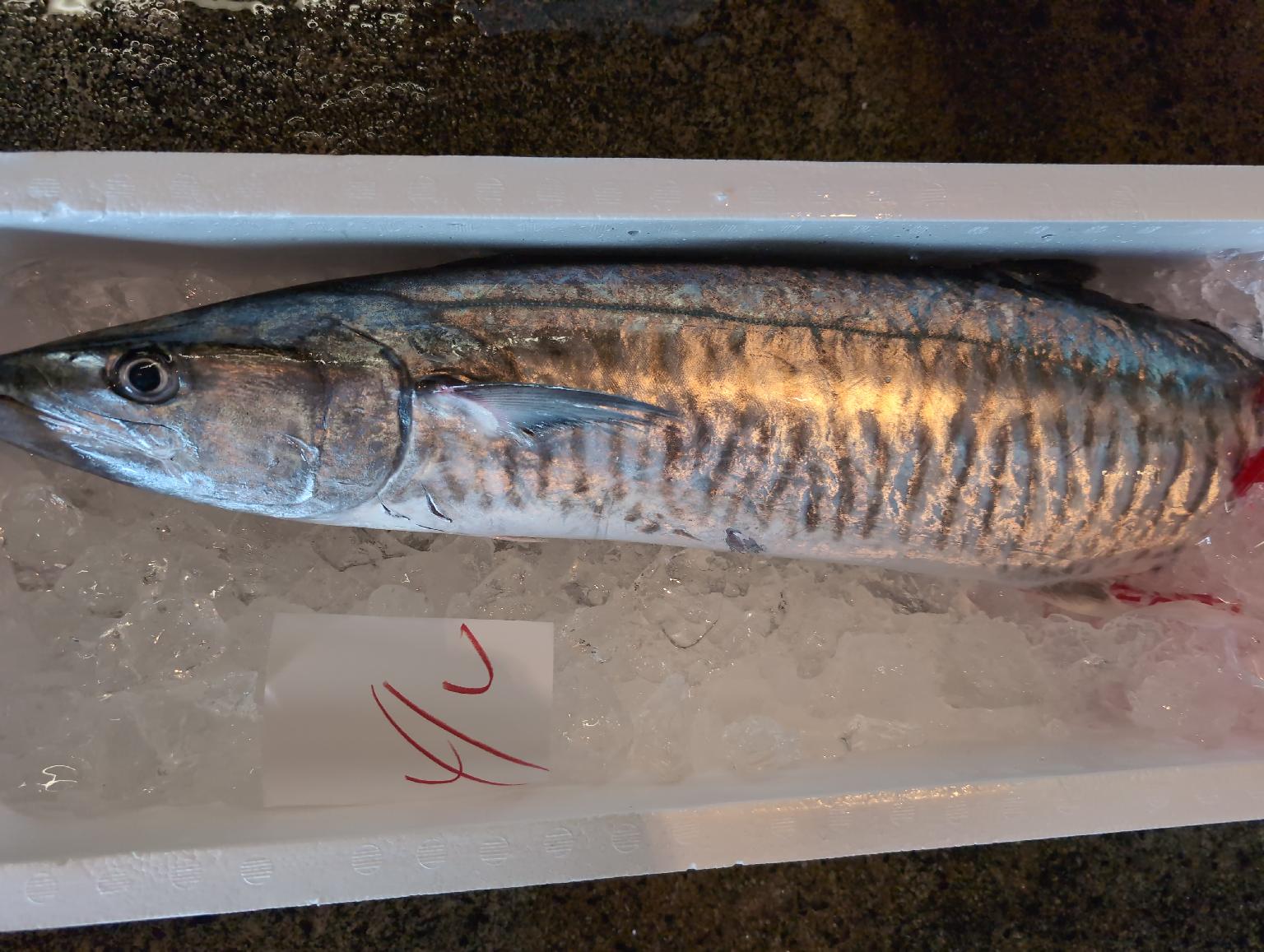 活〆ヨコシマサワラ1入約4kg(定置) | UUUO(ウーオ)