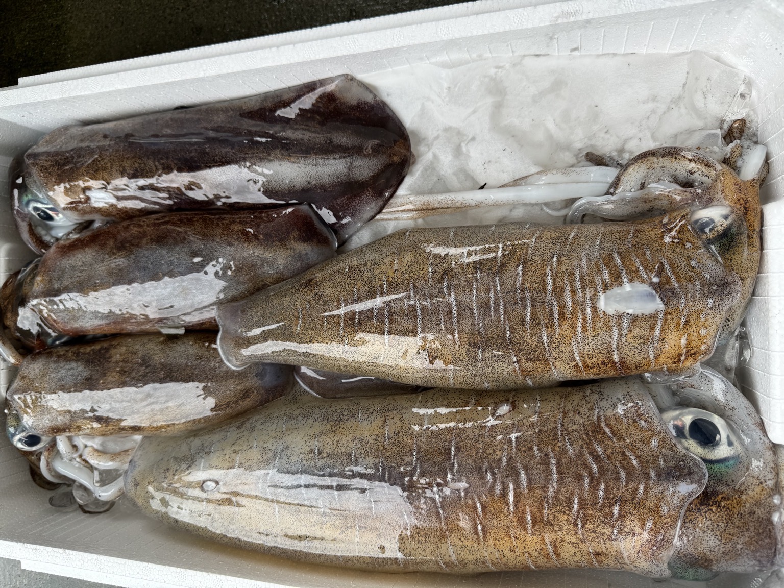 アオリイカ5入約5.5kg(定置) | UUUO(ウーオ)