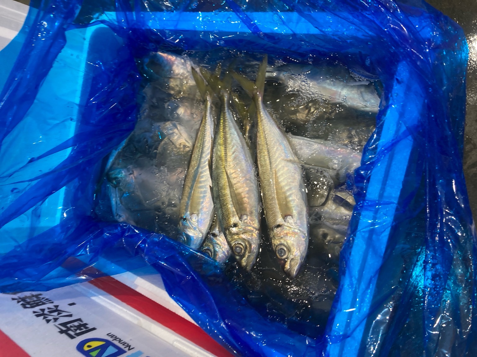 アジ18入約3kg | UUUO(ウーオ)