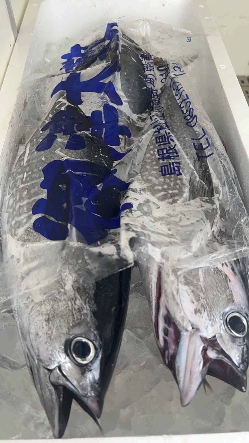 コシナガマグロ(定置) | UUUO(ウーオ)