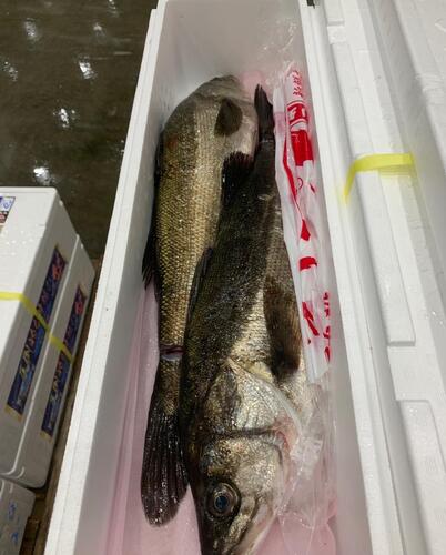 スズキ2/4尾約4kg(定置) | UUUO(ウーオ)