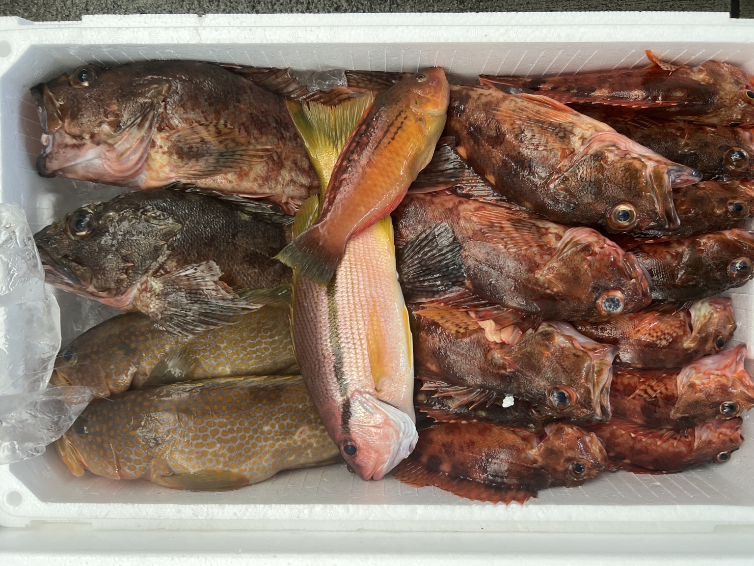 鮮魚BOX約4kg(釣) | UUUO(ウーオ)