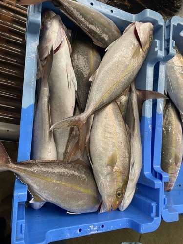 カンパチ1.2k6入約7.2kg(巻網) | UUUO(ウーオ)