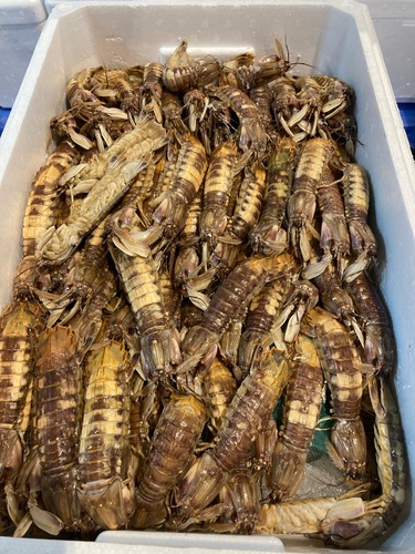 シャコ10入約0.4kg(沿岸) | UUUO(ウーオ)