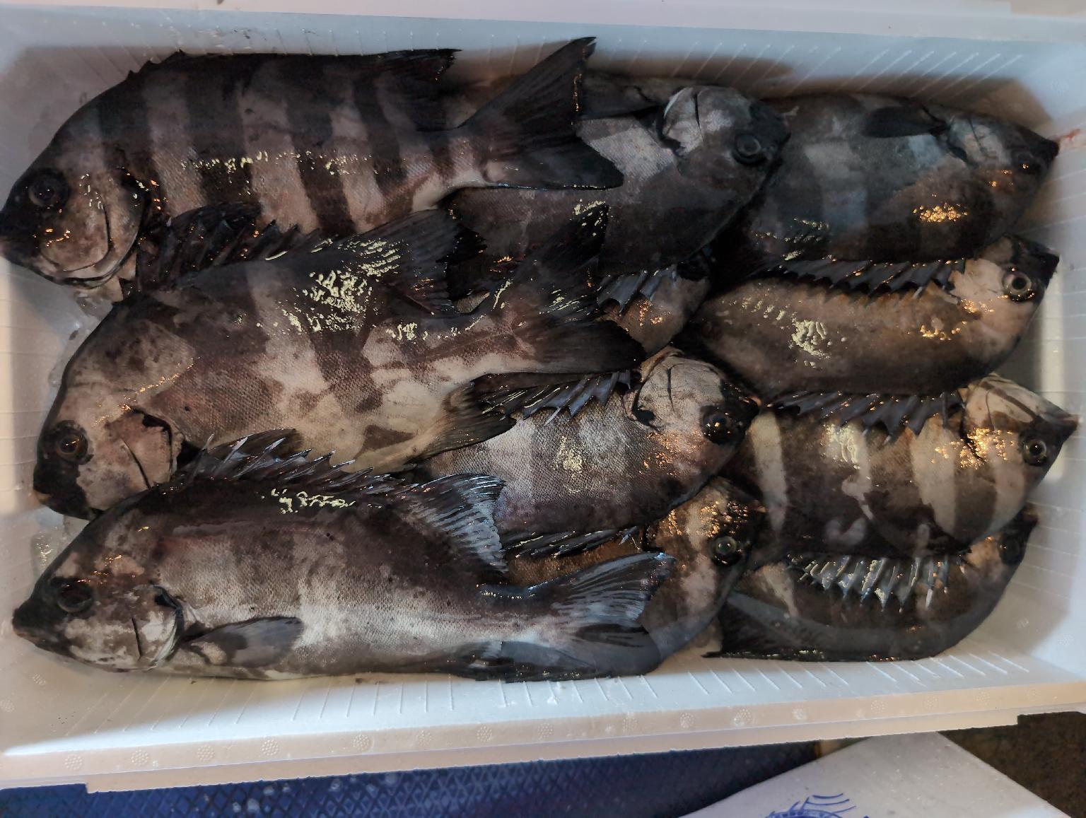 活〆イシダイ11入約5.3kg(定置) | UUUO(ウーオ)