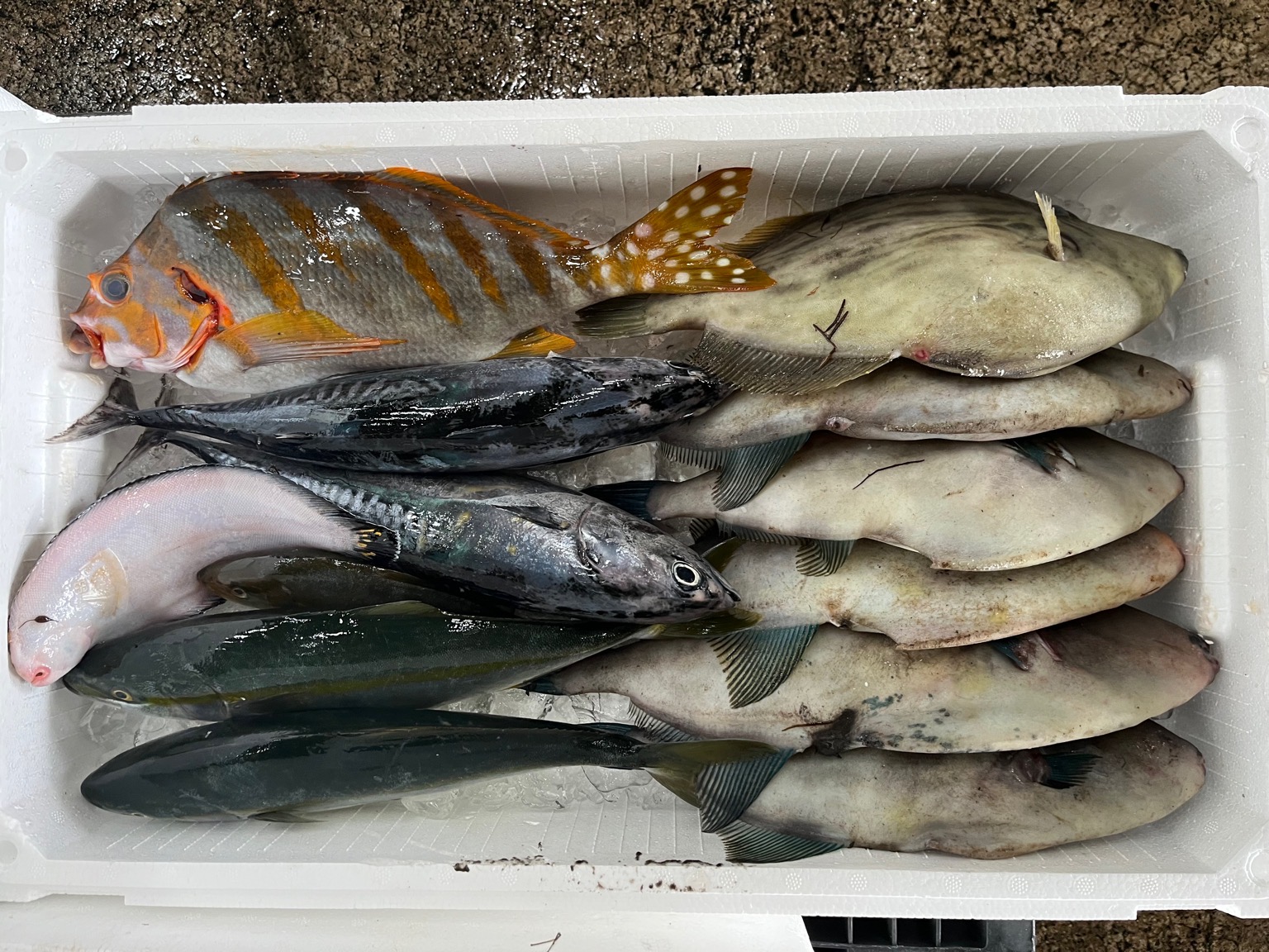 鮮魚BOX約5kg(定置) | UUUO(ウーオ)