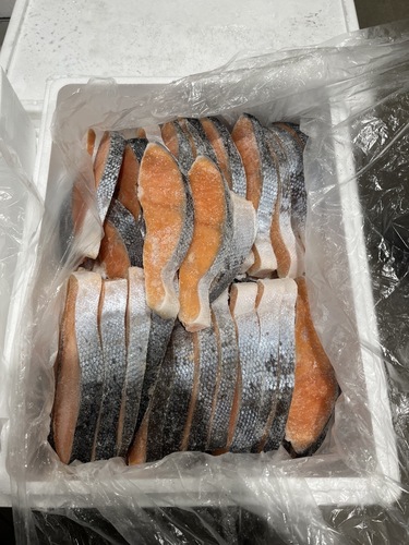 銀鮭約10kg | UUUO(ウーオ)