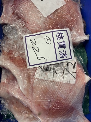 カスベ約6kg(底曳) | UUUO(ウーオ)