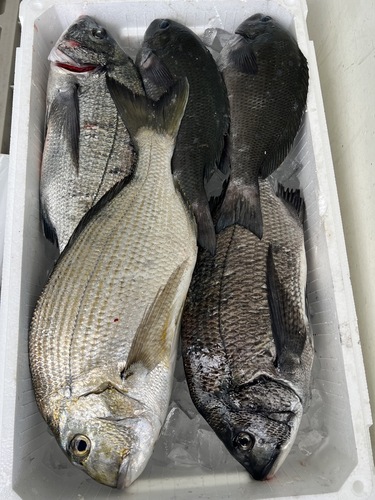 鮮魚BOX | UUUO(ウーオ)