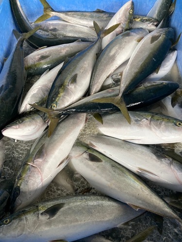 ブリ・サワラ類 | UUUO(ウーオ)