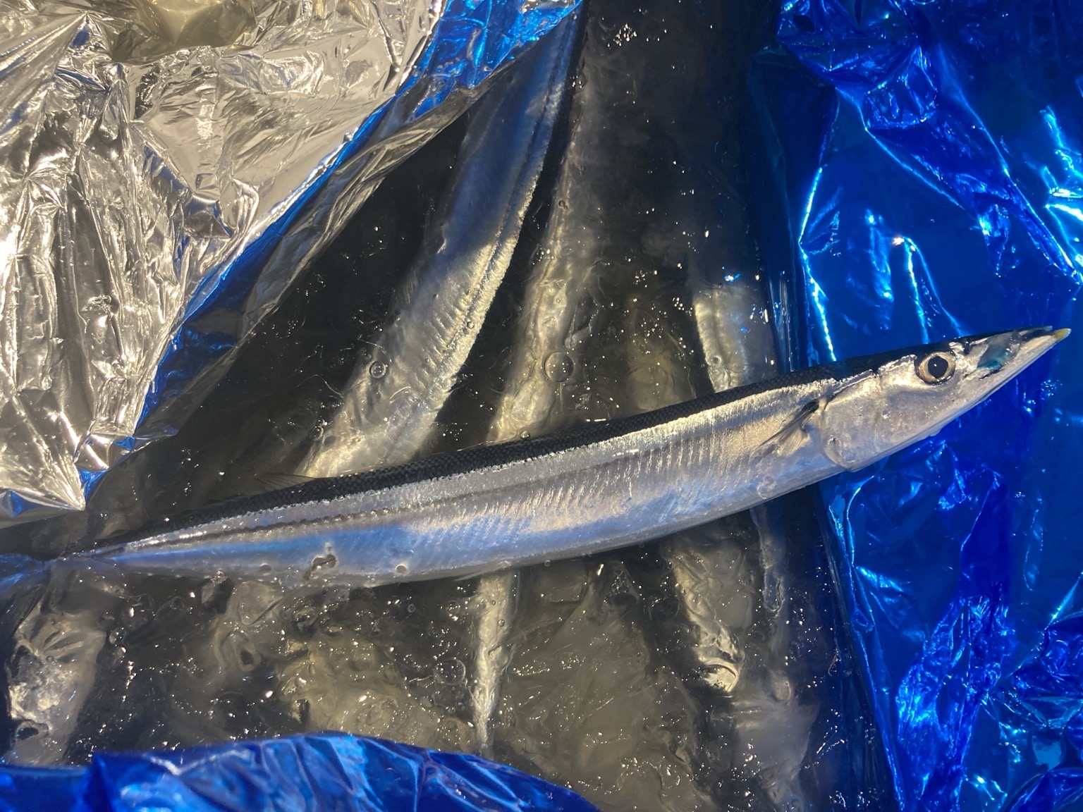 サンマ | UUUO(ウーオ)