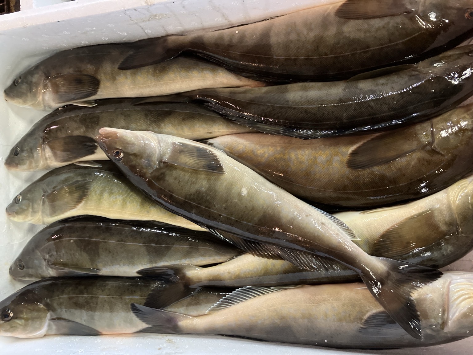 活〆ホッケ10入約5.5kg(定置) | UUUO(ウーオ)