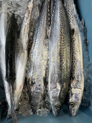 サゴシ4入5キロ前後約5kg(定置) | UUUO(ウーオ)