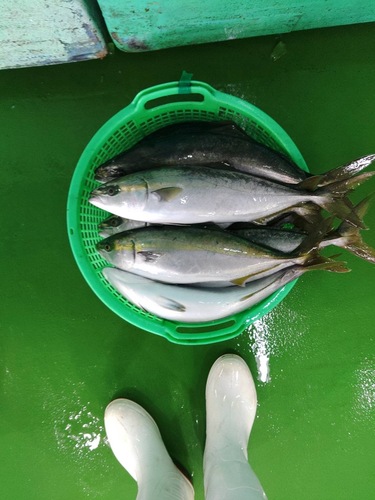 イナダ4入約5kg(定置) | UUUO(ウーオ)