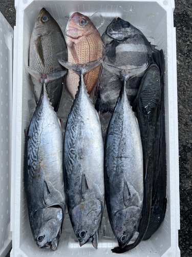 鮮魚BOX | UUUO(ウーオ)