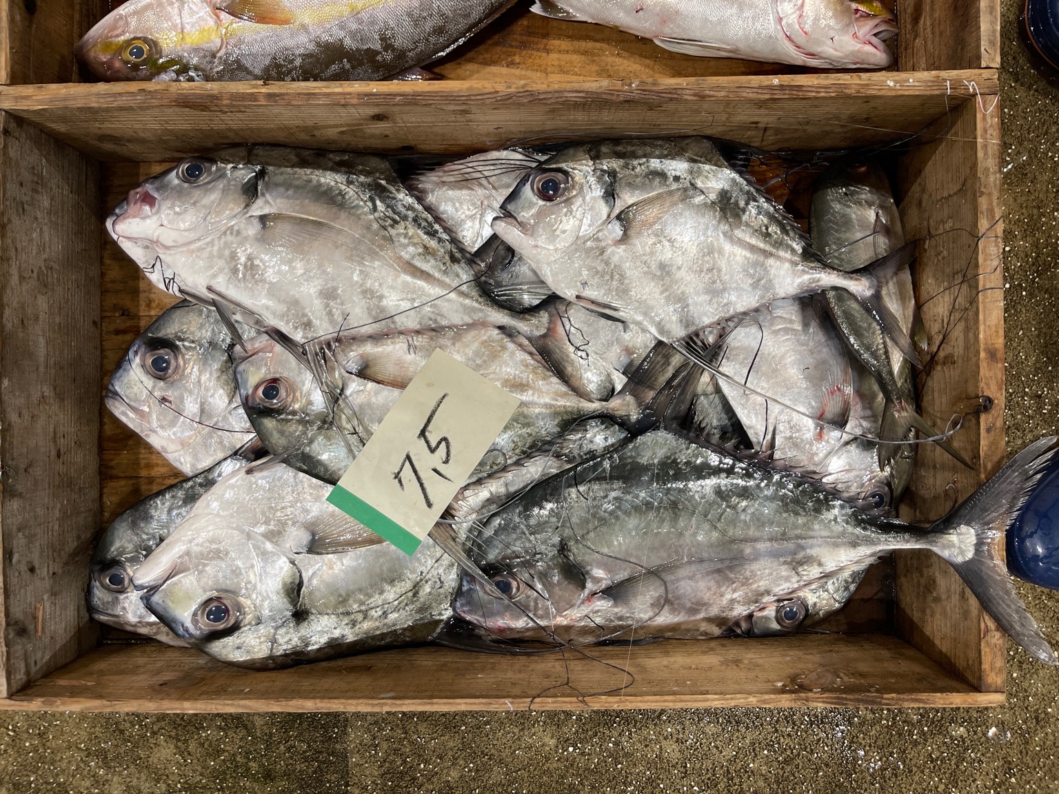 イトヒキアジ500gー300g前後約7kg(定置) | UUUO(ウーオ)