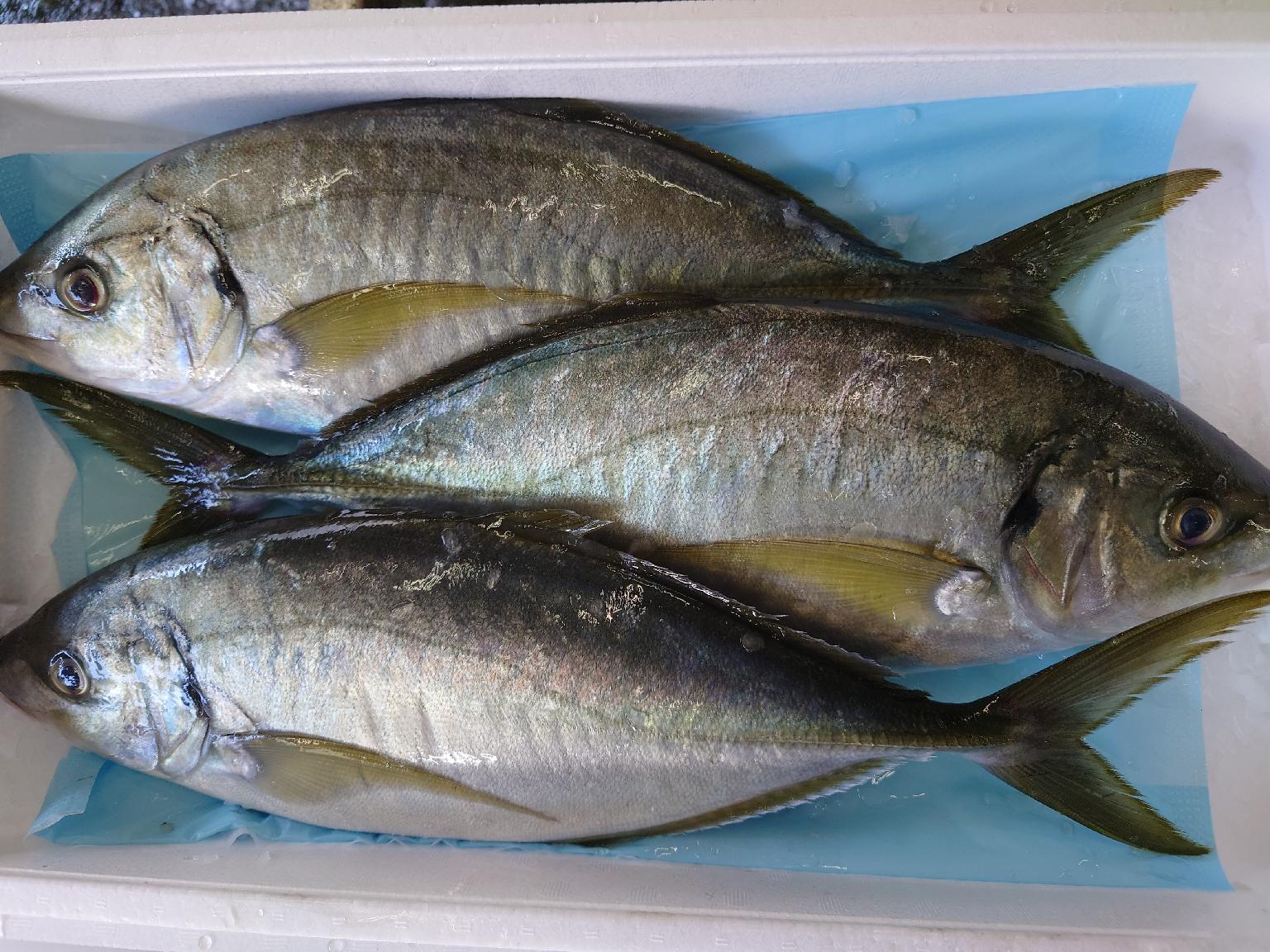 シマアジ3入約3.7kg(定置) | UUUO(ウーオ)
