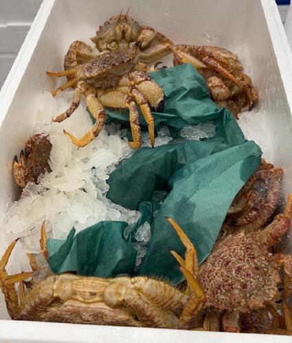 クリガニ20入約5kg | UUUO(ウーオ)