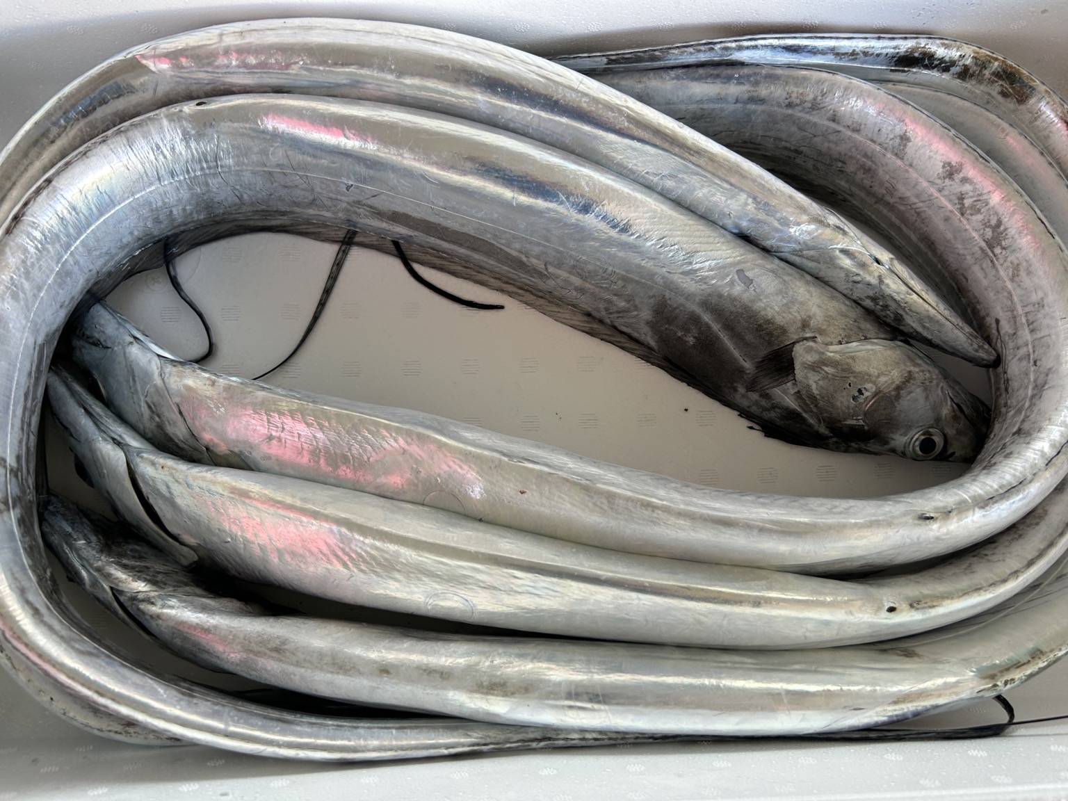 タチウオ(釣) | UUUO(ウーオ)