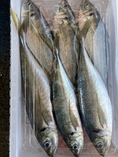 活〆マアジ10入約4.8kg(定置) | UUUO(ウーオ)