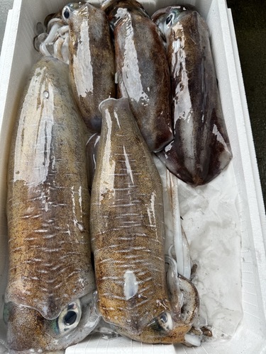 アオリイカ5入約5.5kg(定置) | UUUO(ウーオ)