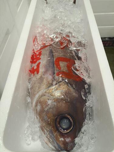 メダイ4~5k4入約4kg(釣) | UUUO(ウーオ)