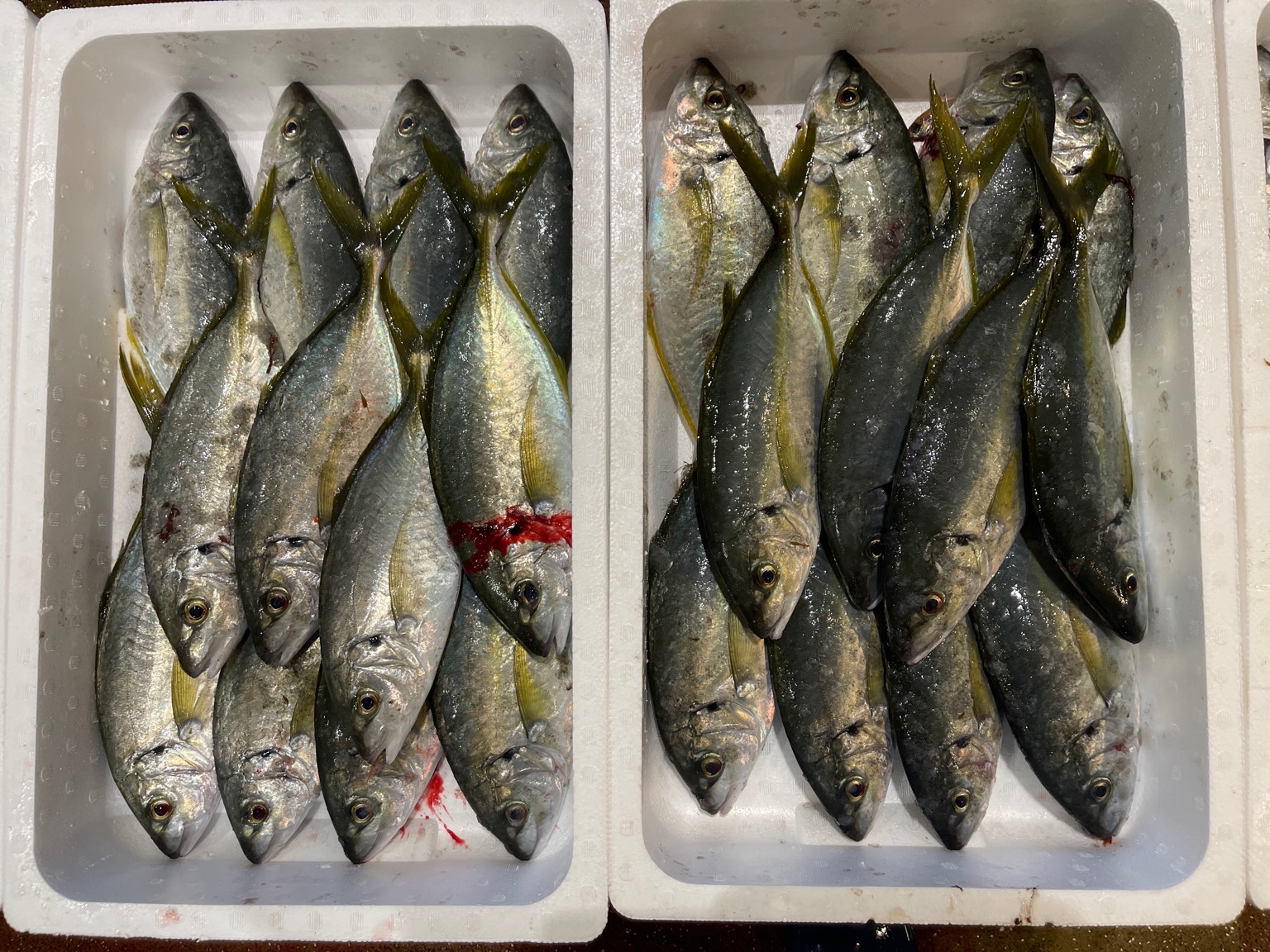 シマアジ300g〜400g/10〜11kg約10kg(定置) | UUUO(ウーオ)