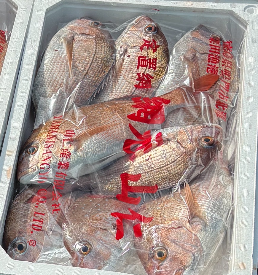 活〆マダイ600/800g 7/8尾入×2合14入約10kg(定置) | UUUO(ウーオ)