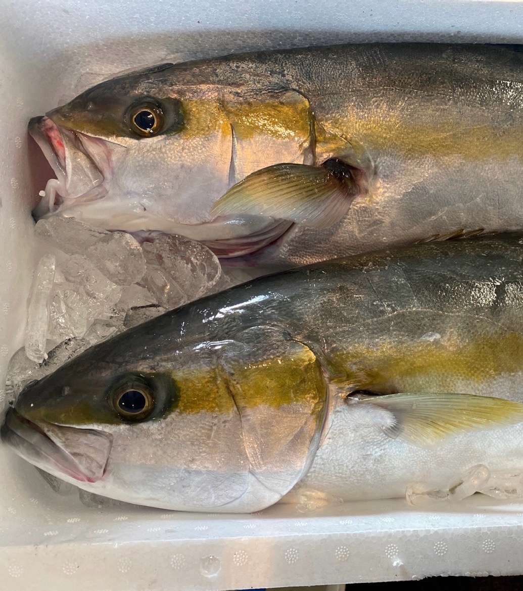 ヒラマサ8-9k10入約8kg(定置) | UUUO(ウーオ)