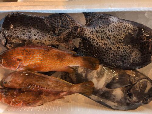 鮮魚BOX6入約3.9kg(釣) | UUUO(ウーオ)