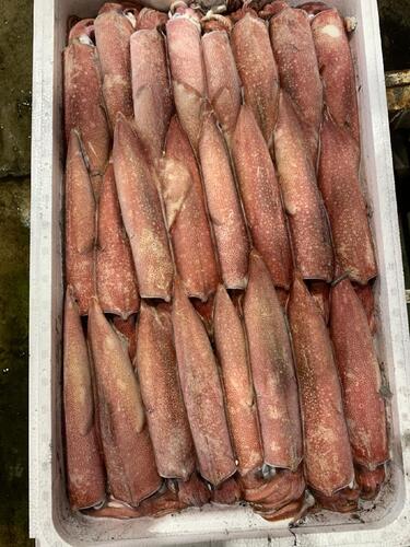 ケンサキイカ(冷凍)2段半約4.5kg | UUUO(ウーオ)