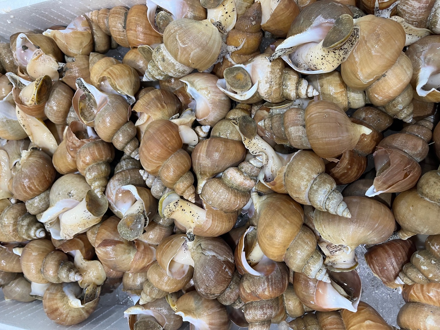 白バイ(カゴ) | UUUO(ウーオ)