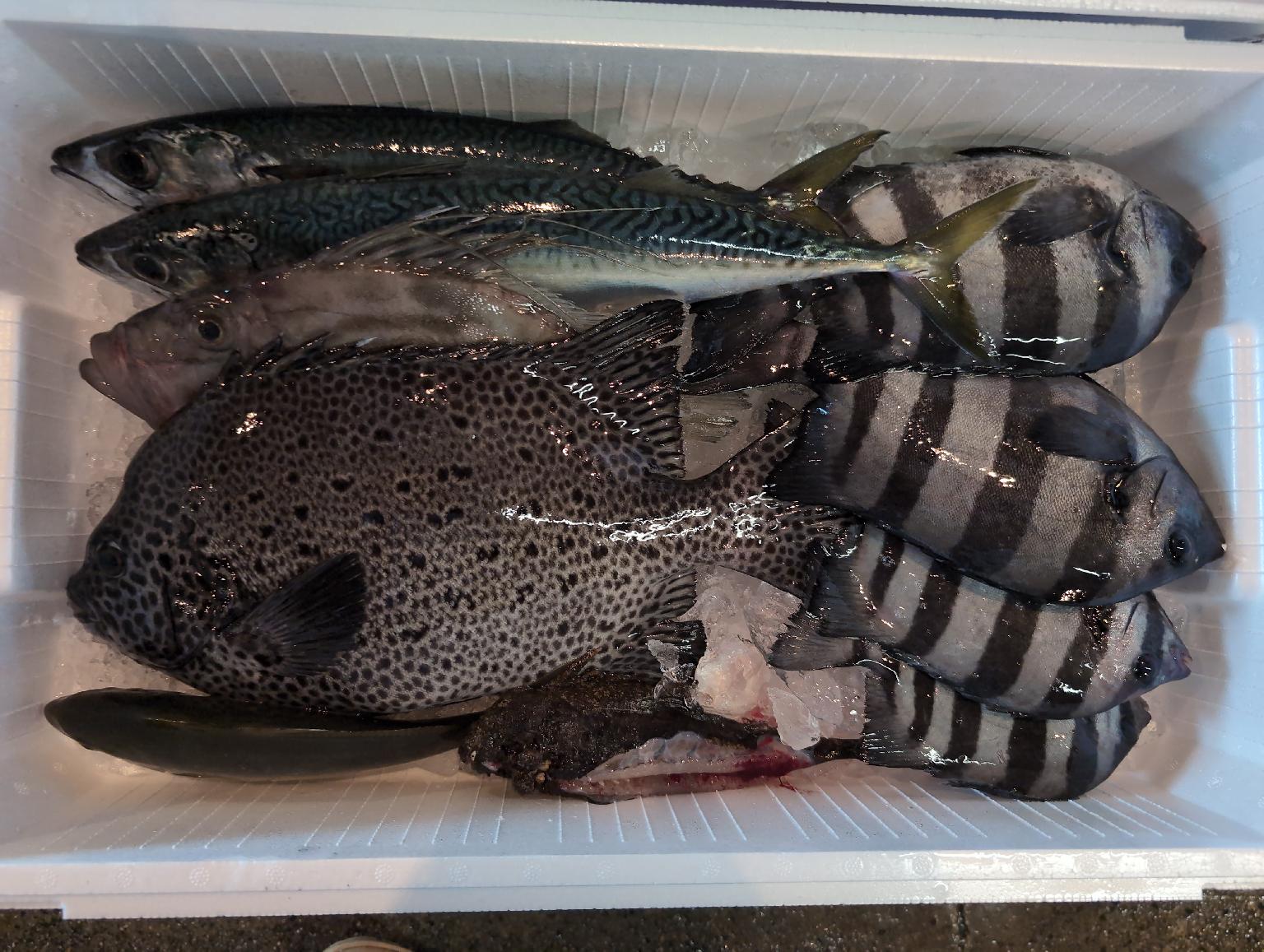 活〆鮮魚BOX10入約4kg(定置) | UUUO(ウーオ)