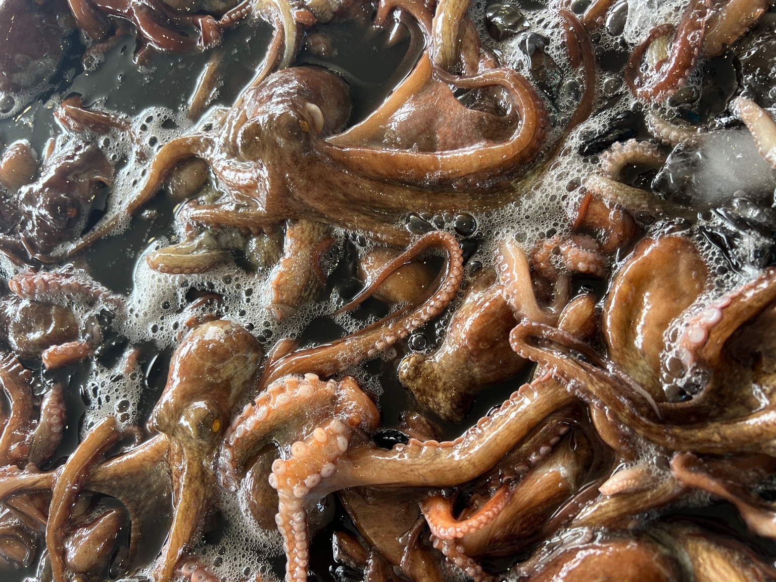 マダコ25入約6kg(底曳) | UUUO(ウーオ)