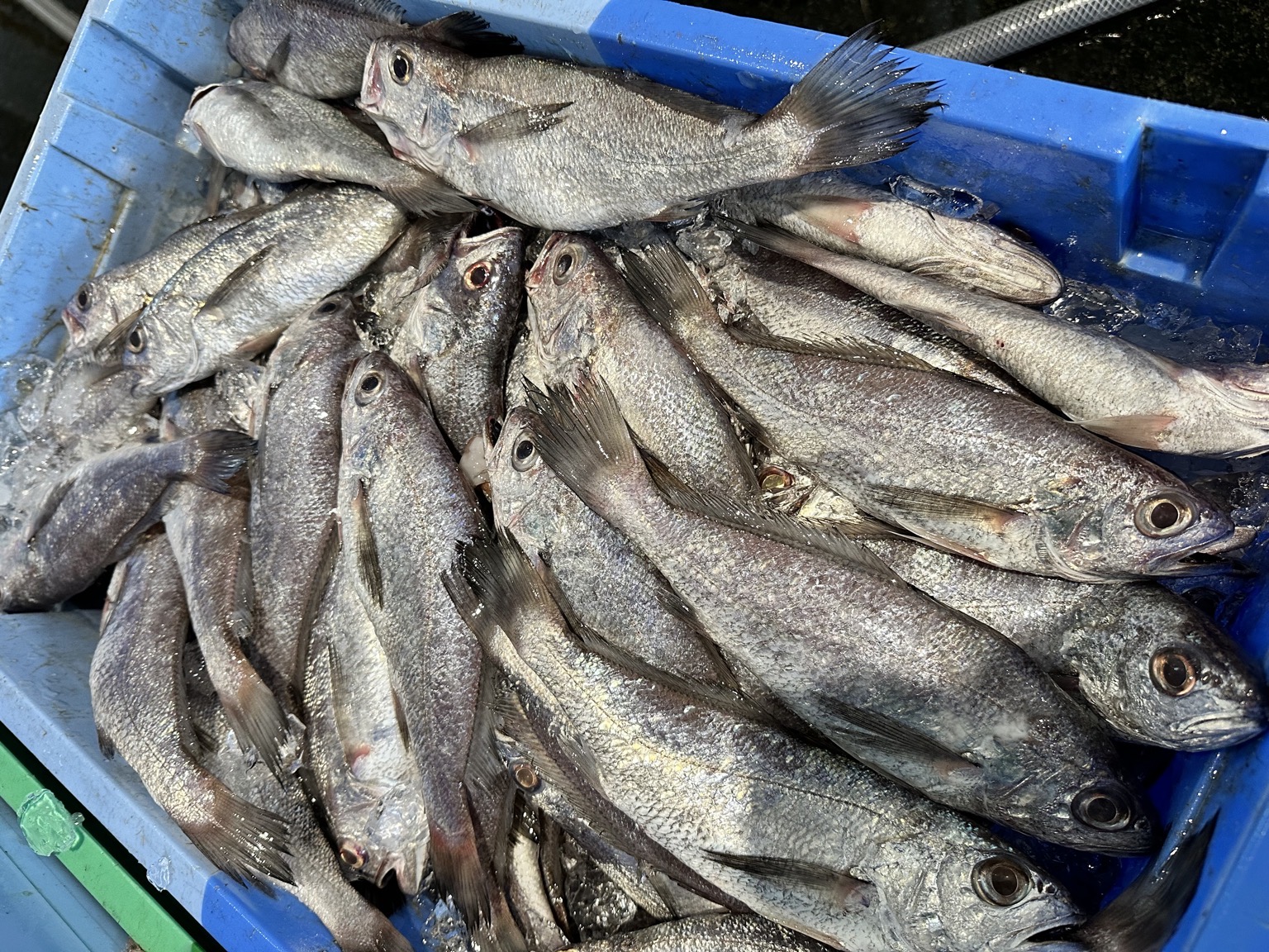 クログチ100-200gサイズ約5kg(底曳) | UUUO(ウーオ)