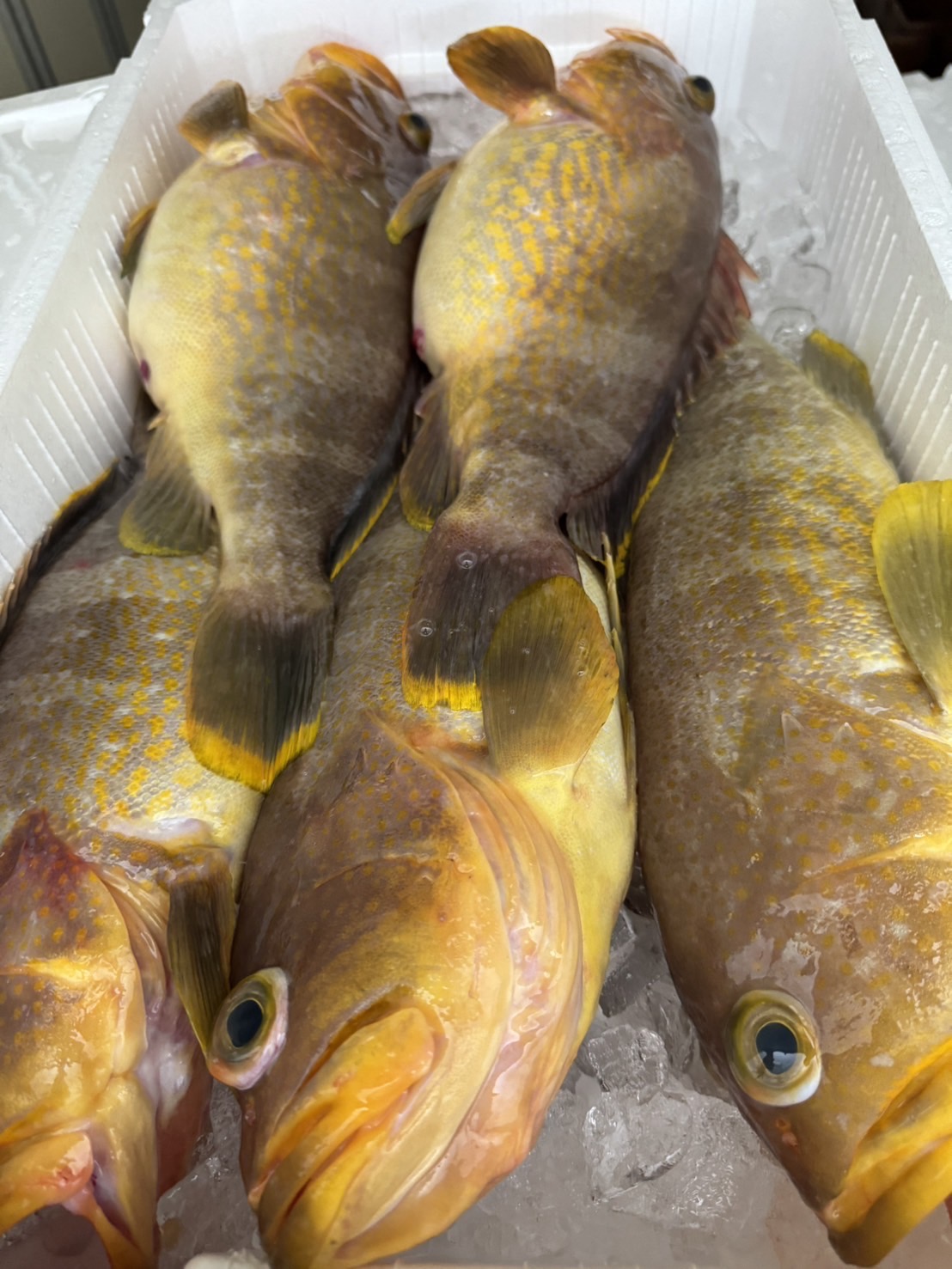 活〆アオハタ4入約6.1kg(釣) | UUUO(ウーオ)