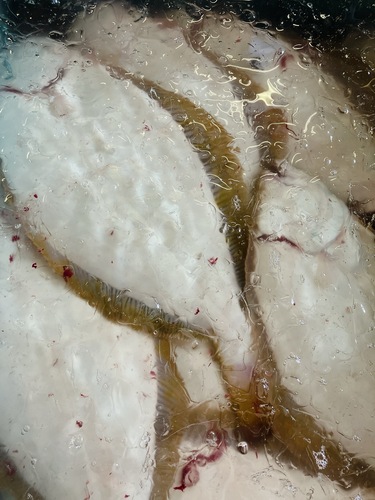 活〆ヒラメ1kg up/4入約5kg(定置) | UUUO(ウーオ)