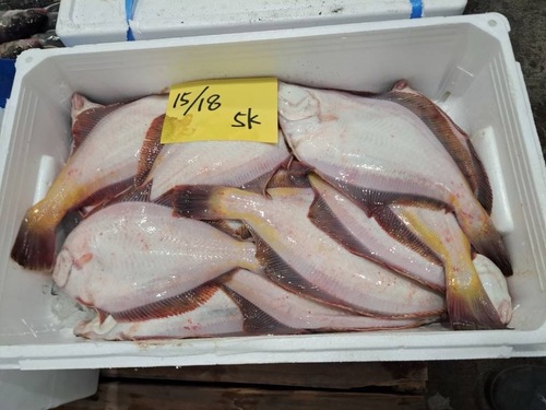 マガレイ14-16尾約5kg(沿岸) | UUUO(ウーオ)