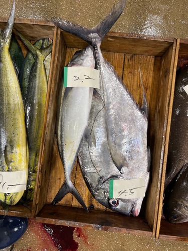 イトヒキアジ2入約5.1kg(定置) | UUUO(ウーオ)