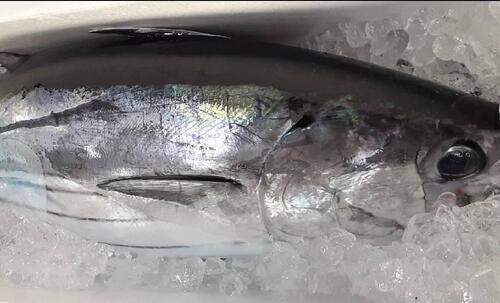 カツオ7/8k3入約7kg(巻網) | UUUO(ウーオ)