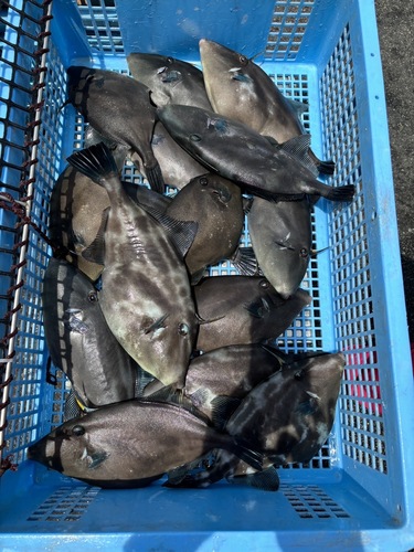 神経〆ウマヅラハギ15入約7kg(底曳) | UUUO(ウーオ)