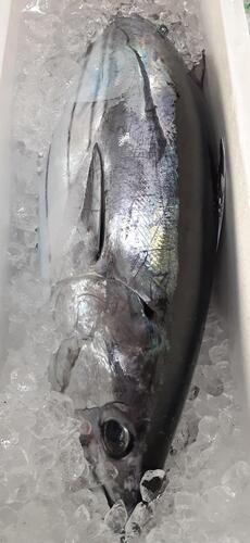 カツオ7.5kg前後4入約7.5kg(釣) | UUUO(ウーオ)