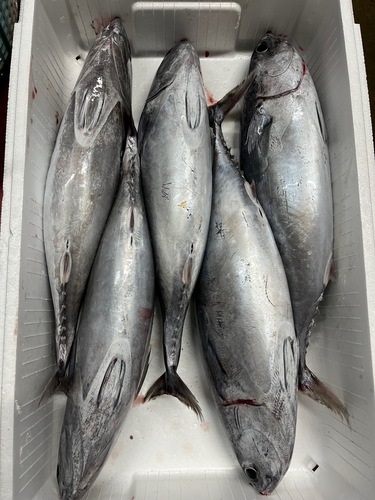 丸ソウダガツオ5入約7.5kg(巻網) | UUUO(ウーオ)