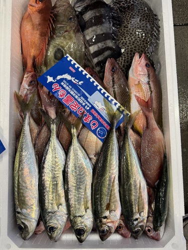 鮮魚BOX | UUUO(ウーオ)