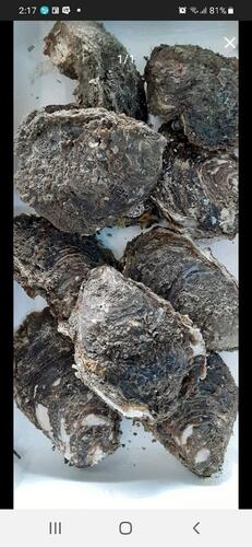 岩ガキ | UUUO(ウーオ)