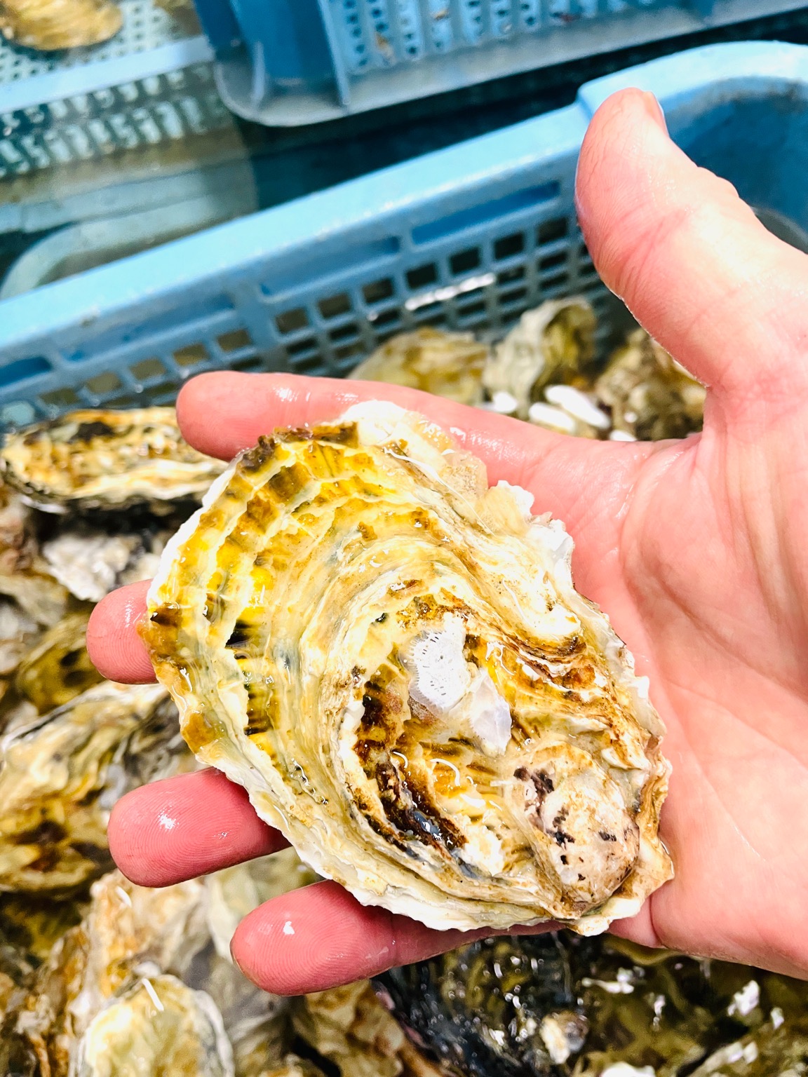 活カキLサイズ/100-120g40入約4kg(養殖) | UUUO(ウーオ)