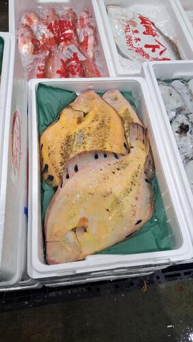 マツカワガレイ3.3/4.7k1入約3.3kg(沿岸) | UUUO(ウーオ)