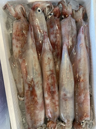 ケンサキイカ9入約4kg(定置) | UUUO(ウーオ)