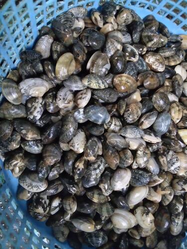 アサリ中小サイズ約4kg(沿岸) | UUUO(ウーオ)