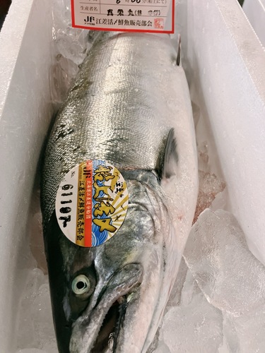 神経〆本マス2,5kg up / 2入約5kg(定置) | UUUO(ウーオ)